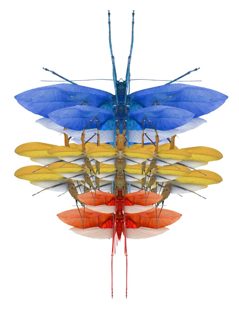 10 of 31 - The Insectary series | Molecule Design-Online